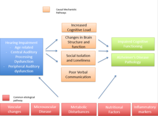 Figure 1. Possible mechanisms that relate hearing loss and cognitive ...